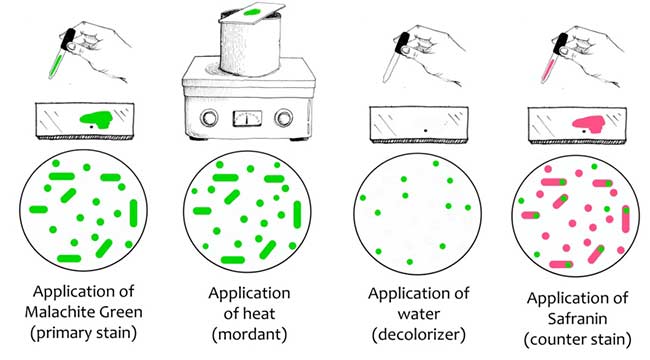Endospore Staining- Principle, Reagents, Procedure and Result