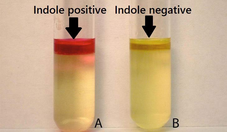 Indole Test Principle Reagents Procedure Result Interpretation And Limitations