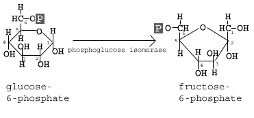 Glycolysis- 10 steps explained steps by steps with diagram