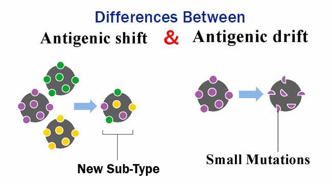 Differences Between Antigenic Shift and Antigenic Drift